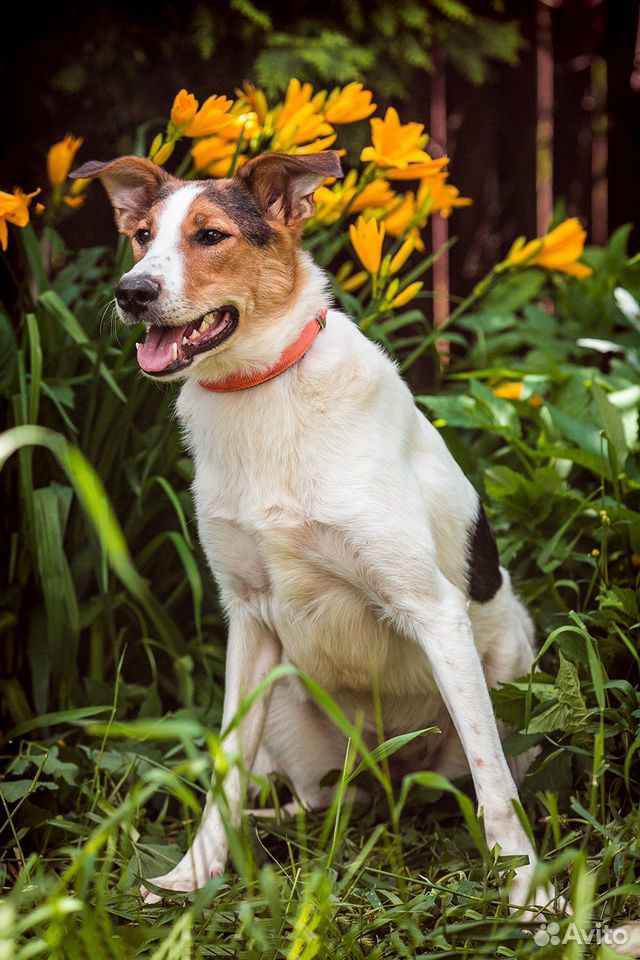 Великолепная Зара в добрые руки