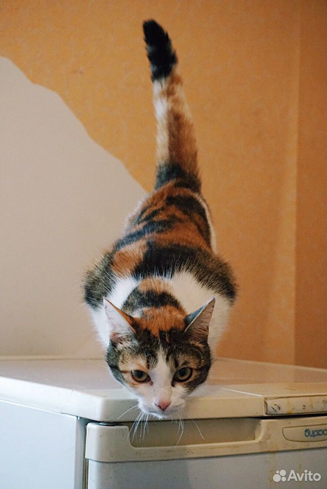 Кошка Афродита