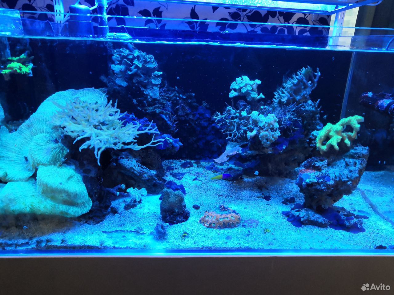 Морской аквариум