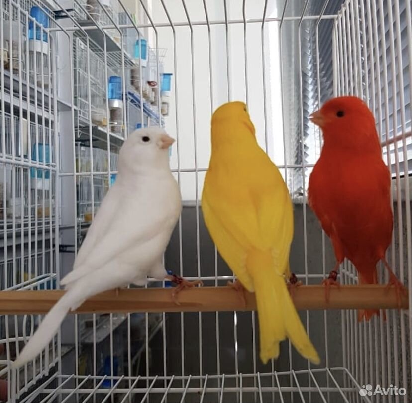 Поющие кенары красные, оранжевые, лимонные