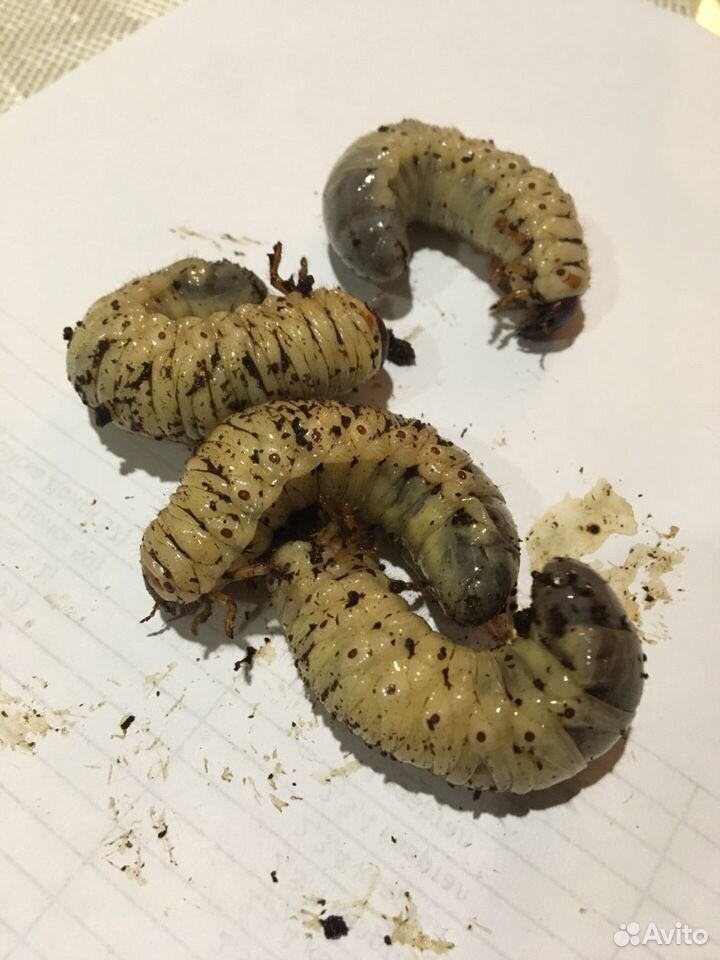 Личинка жука-носорога