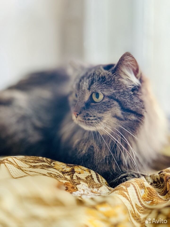 Кошечка в добрые руки