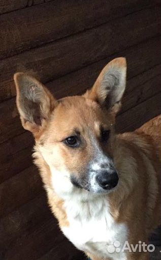 Щенок необыкновенной красоты в дар