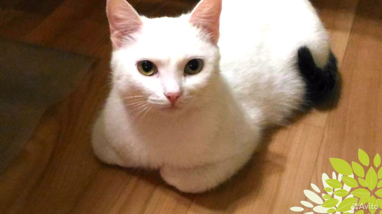 Котик ищет дом