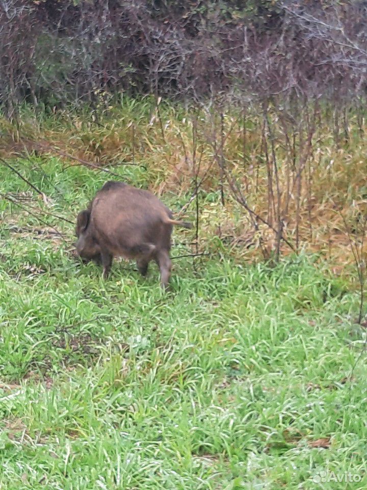 Продаю кабанов