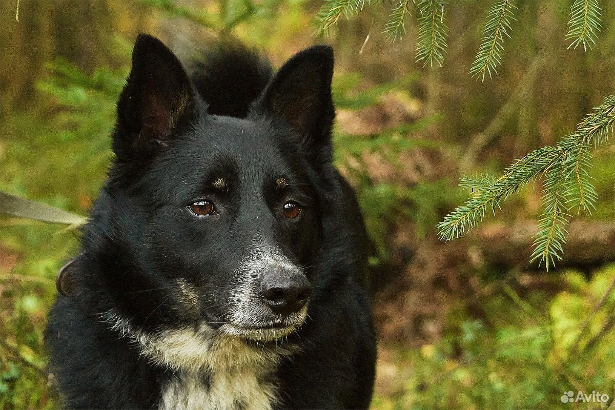 Красивый приютский пёс в добрые руки