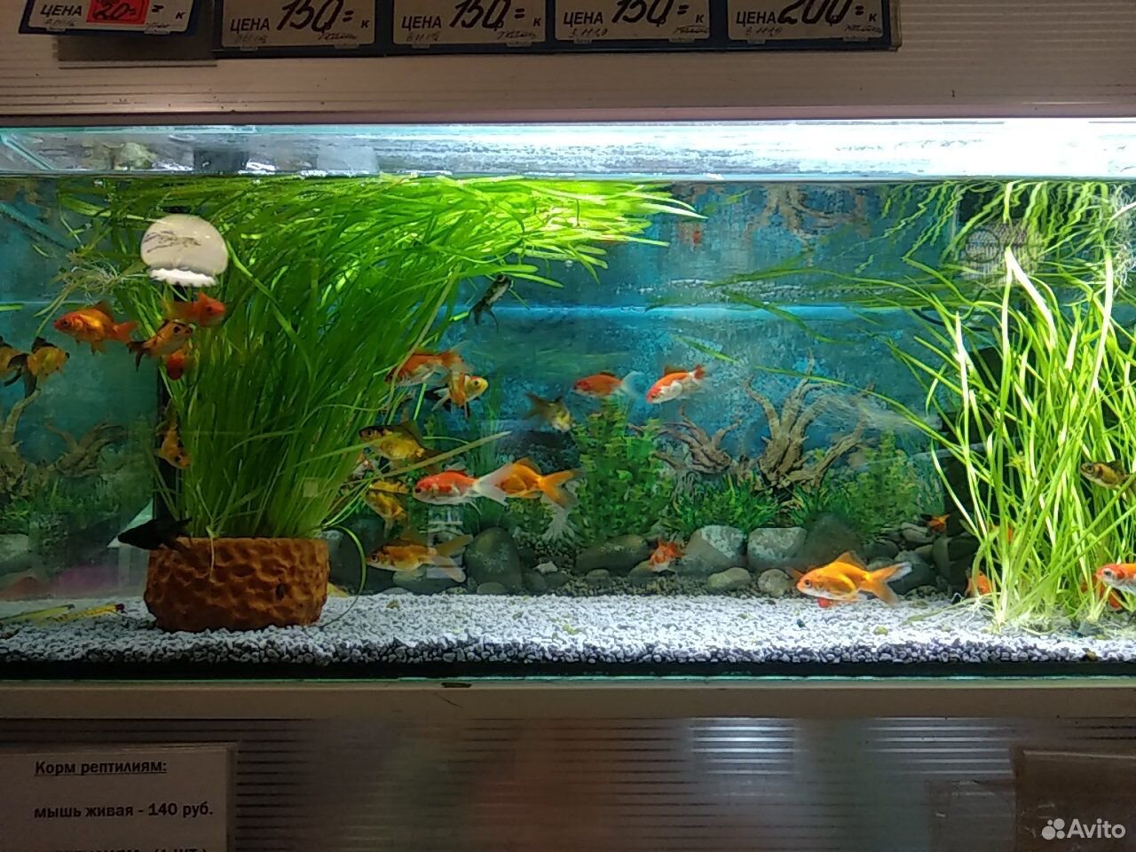 Золотая рыбка ассорти