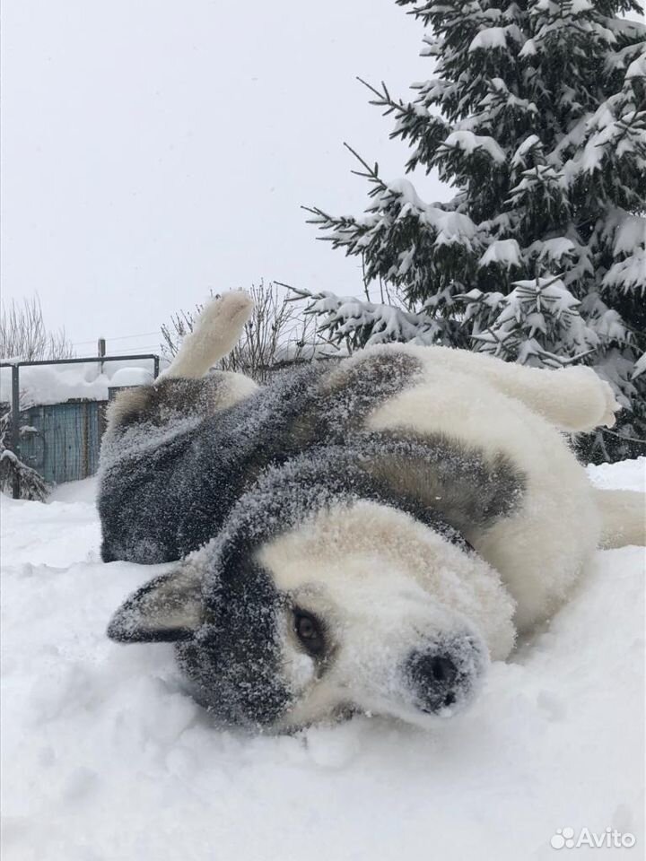 Кобелёк хаски для вязки