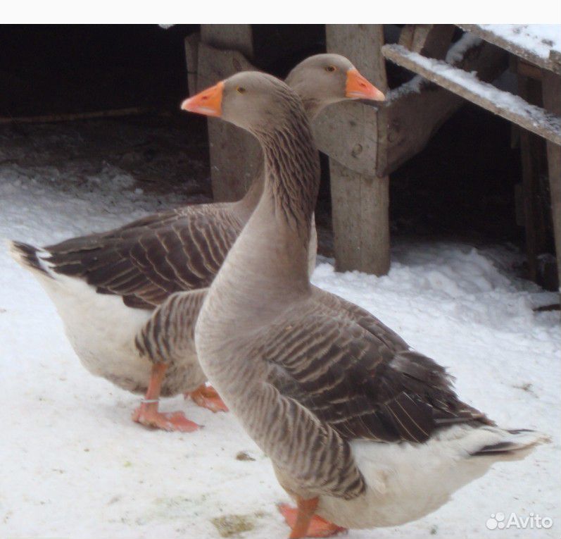 Гуси домашние