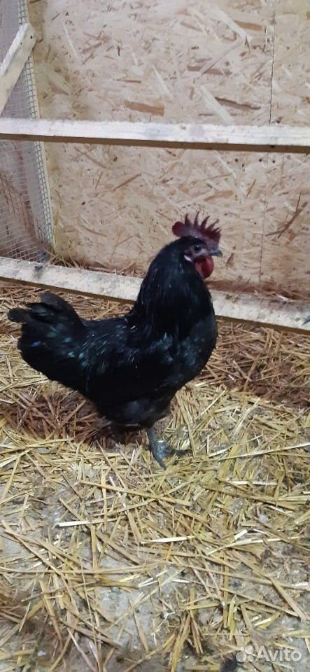 Петух ухейилюй