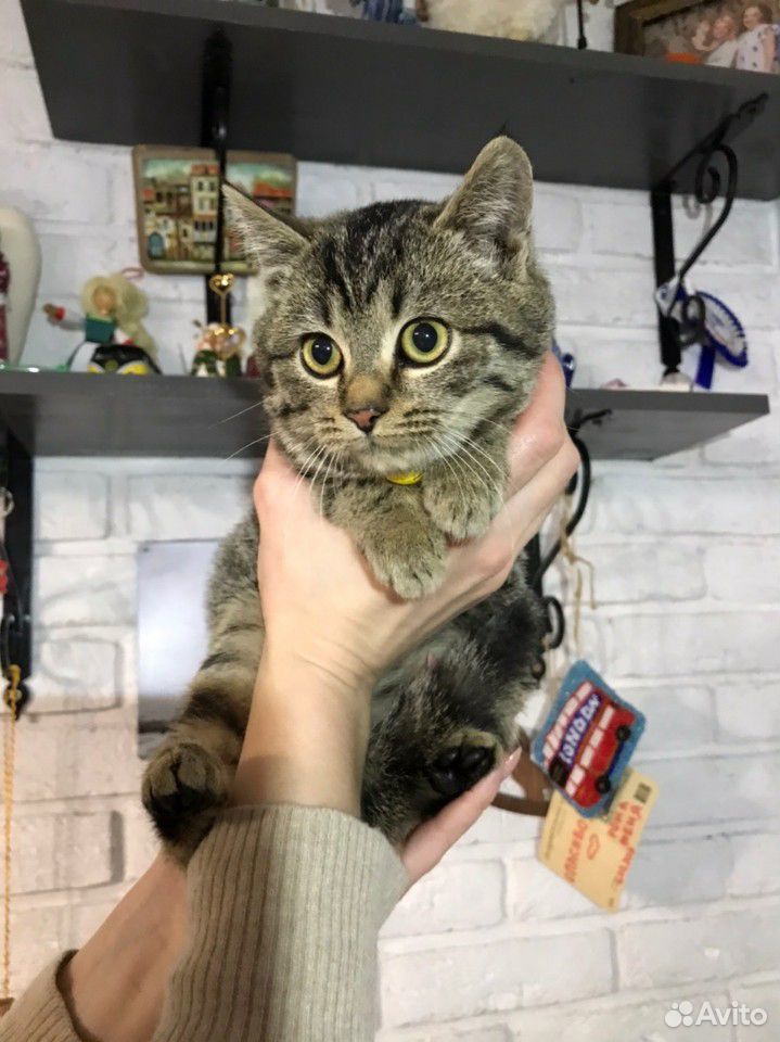 Плюшевый котенок ищет родителей, девочка 3 мес