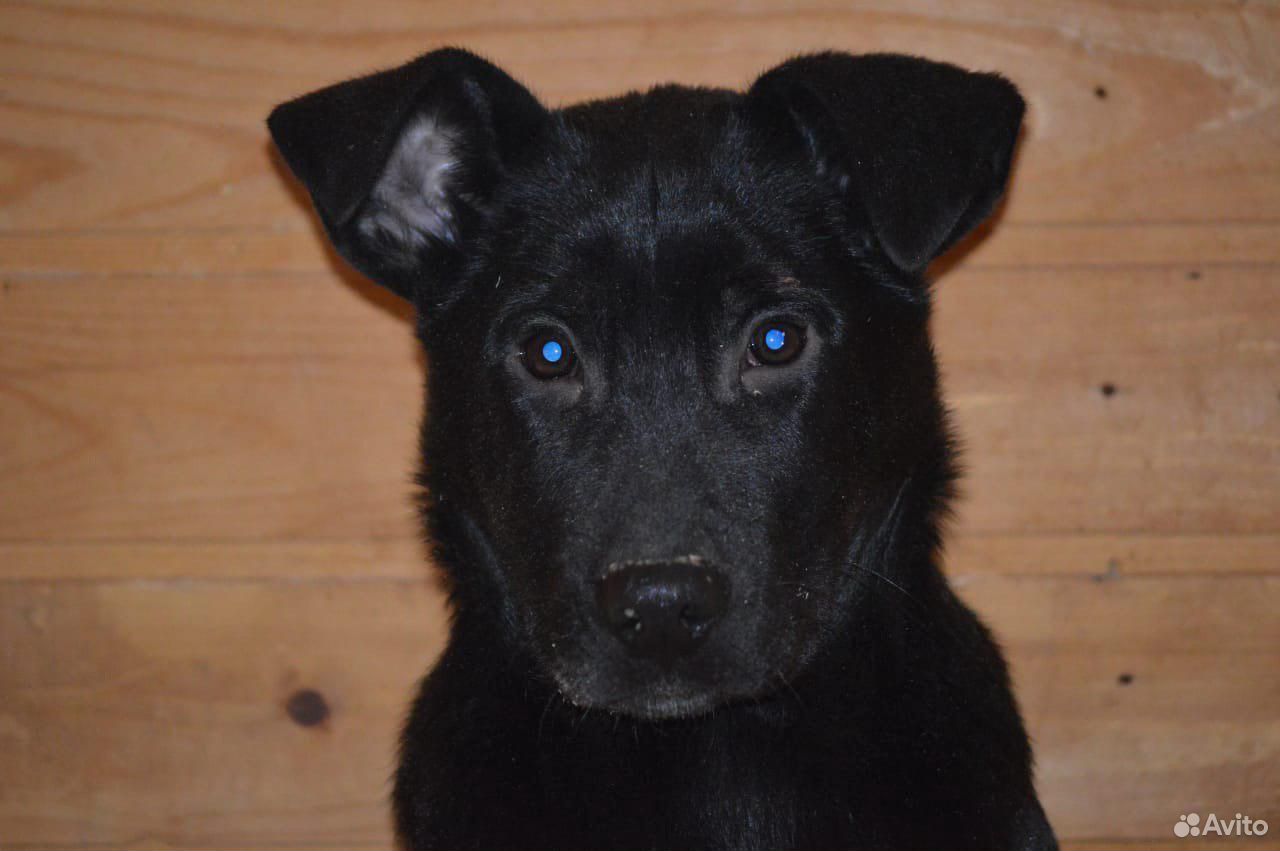 Уголёк Лорд в дар в добрые руки