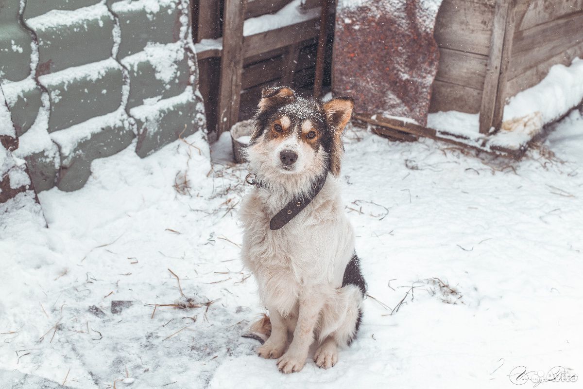 Чудесный пёс Харитон