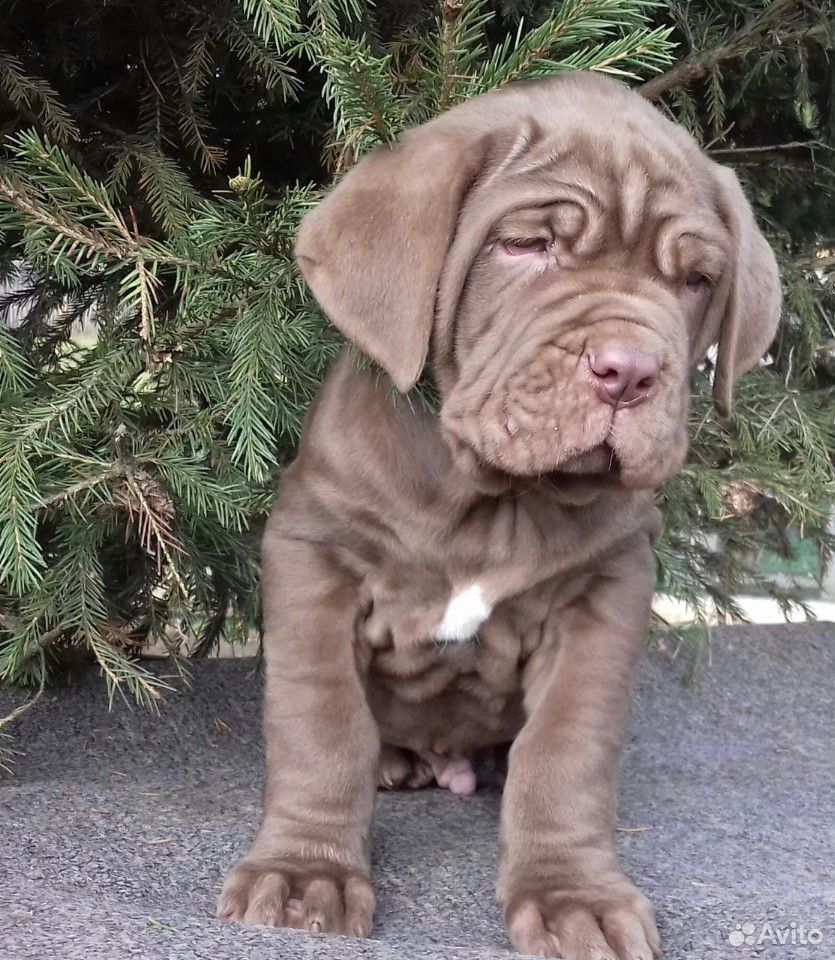 Отличный щенок мастино