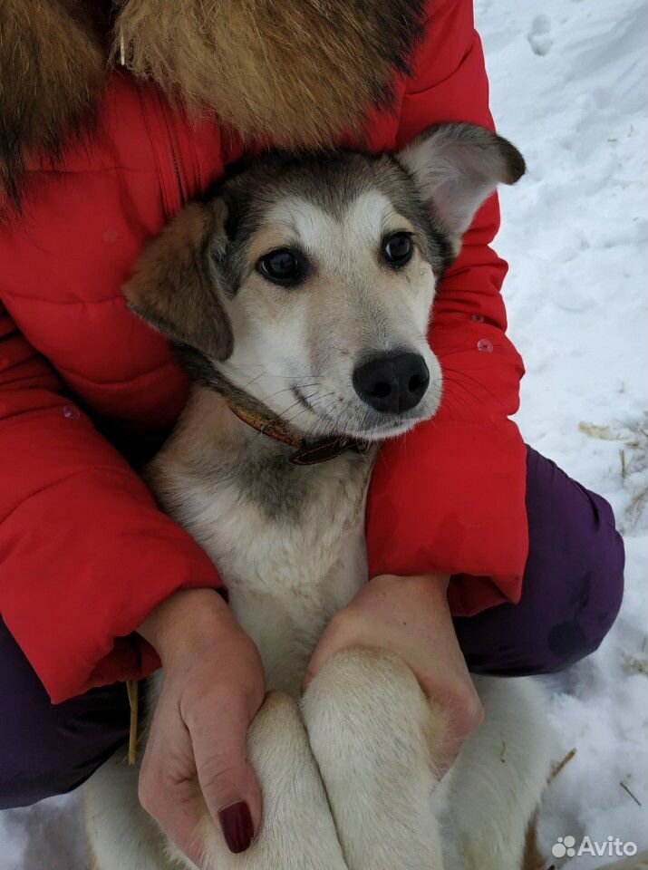 Щенок мальчик 8 месяцев