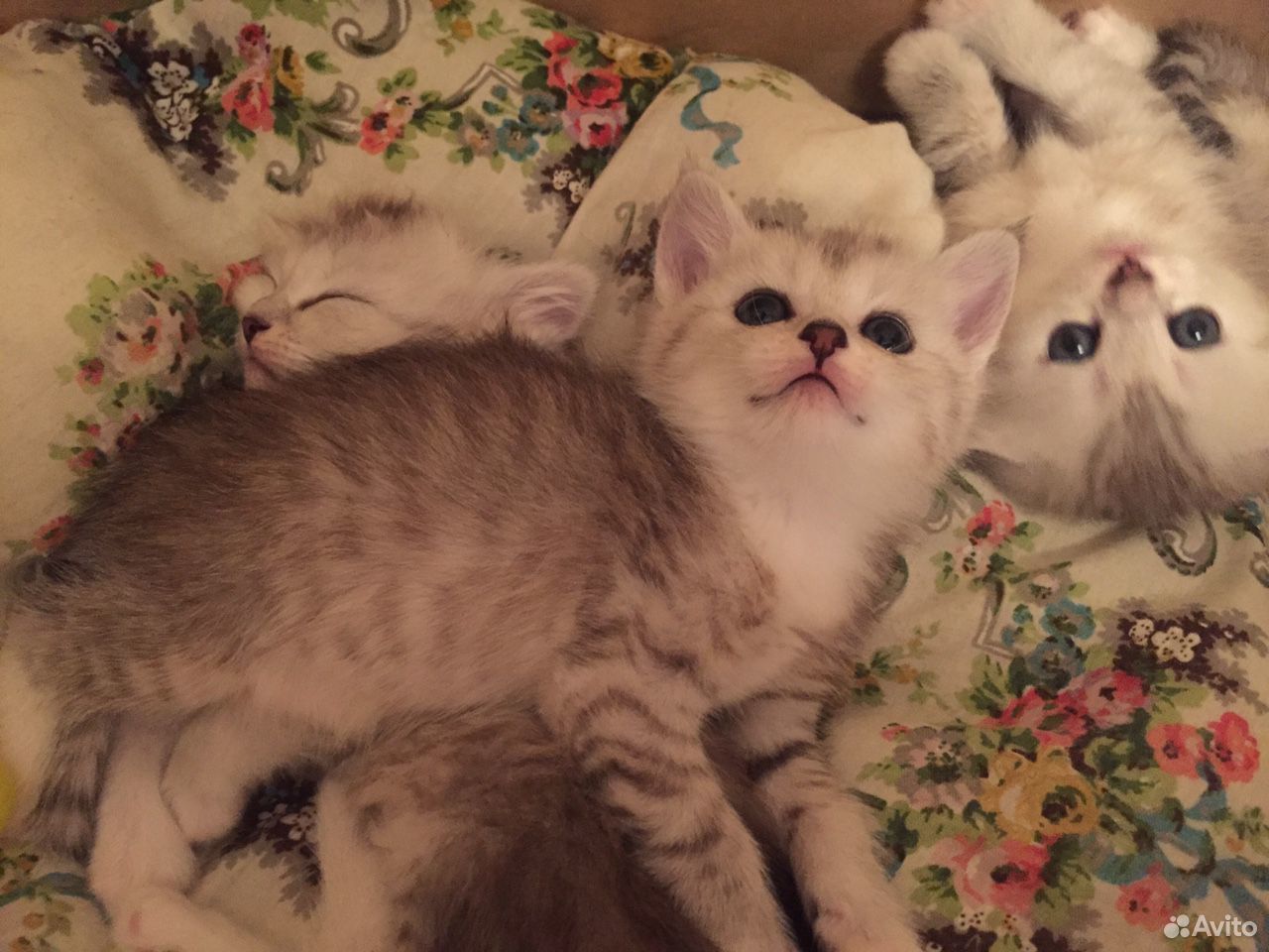 Котятки