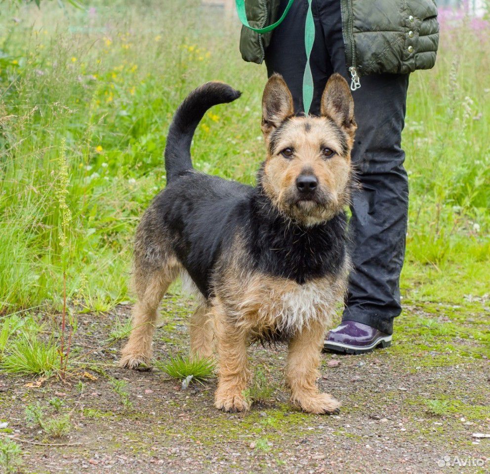 Очаровательная девочка Жужа ищет хозяина