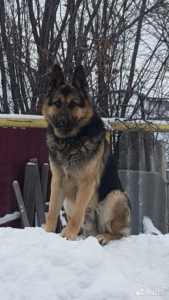Кобель овчарки для вязки