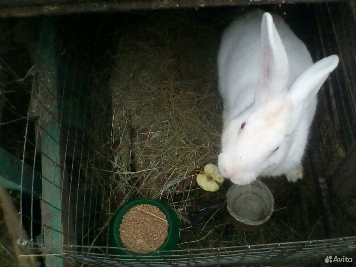 Молодой самец Белый Великан