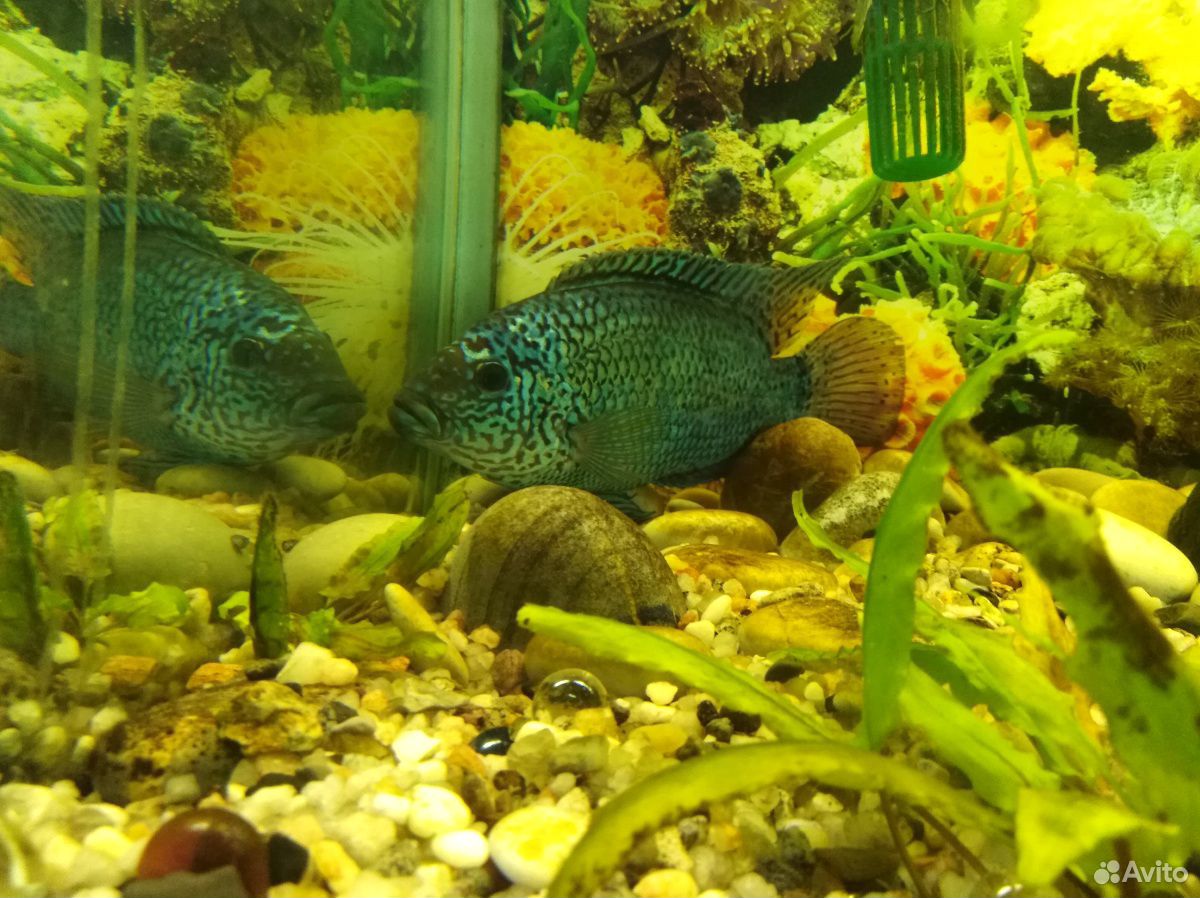 Цихлазомы и наннакары