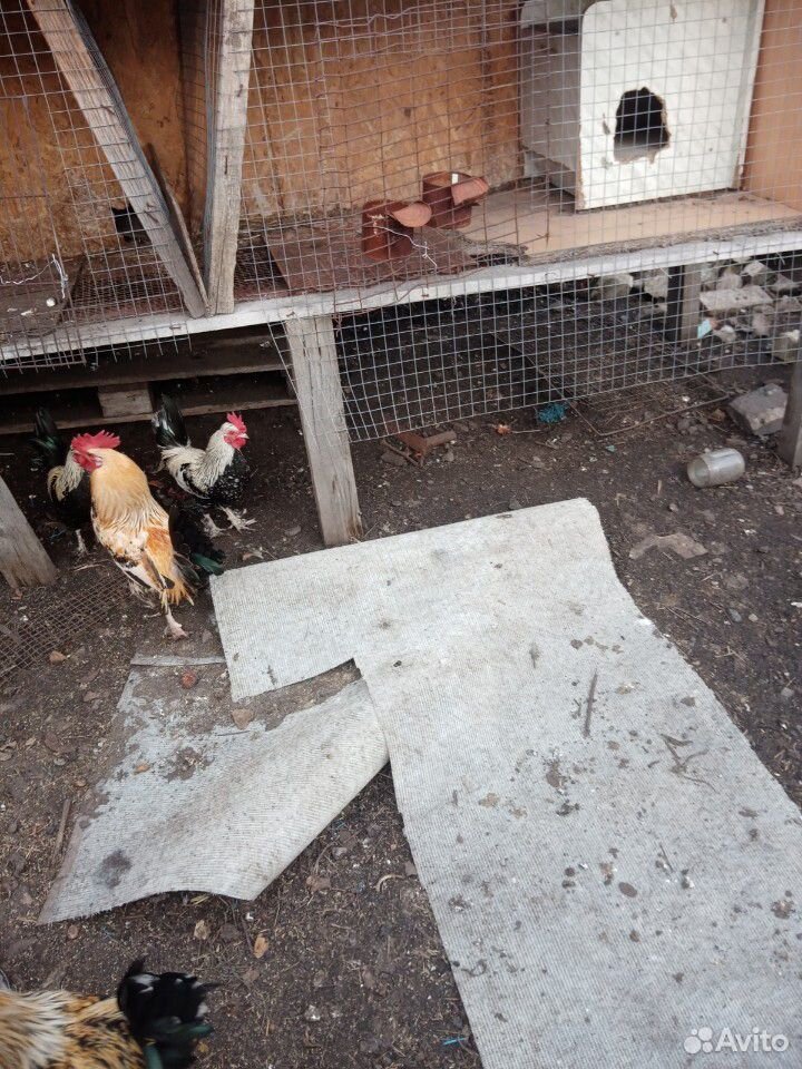 Петухи Бентамки