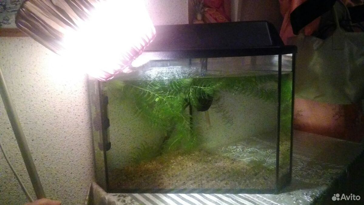 Готовый комплект для новичка аквариумиста