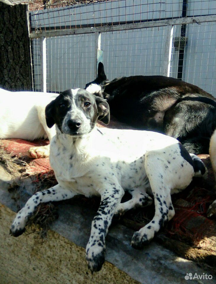 Собака Кити