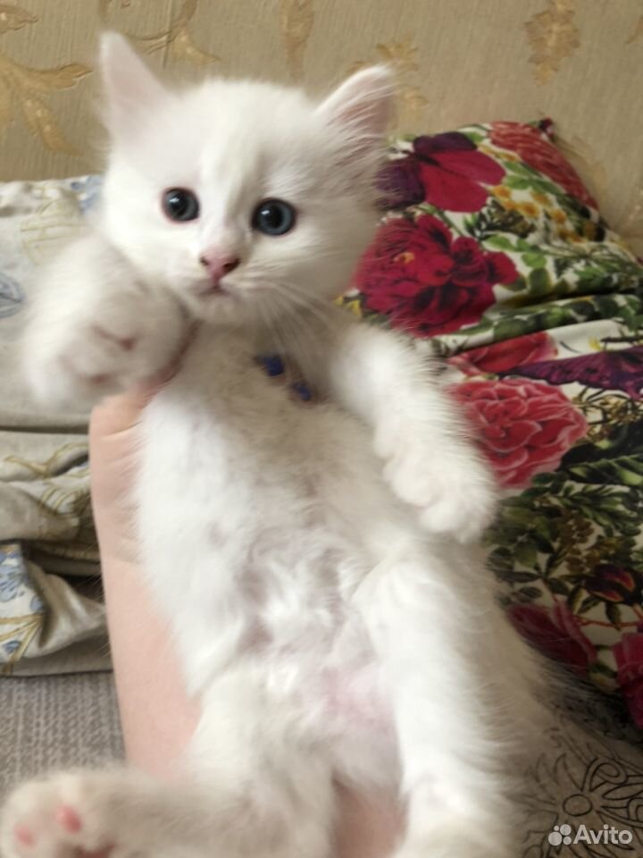 Котята