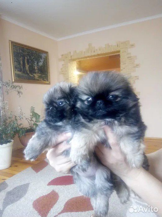 Пекинесы мальчики ласковые и веселые
