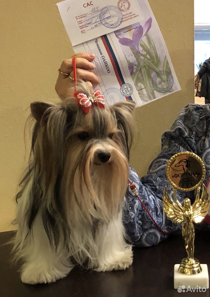 Кобелёк мини Бивер вязка