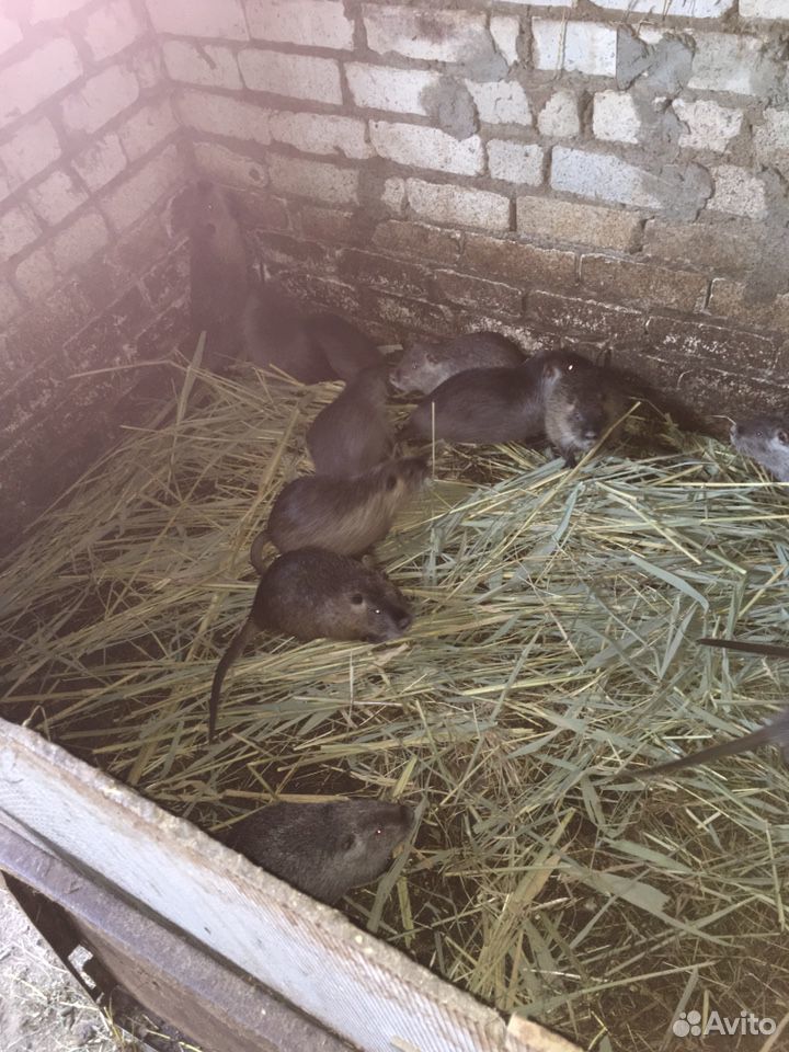 Нутрии серебро / стандарт девочки