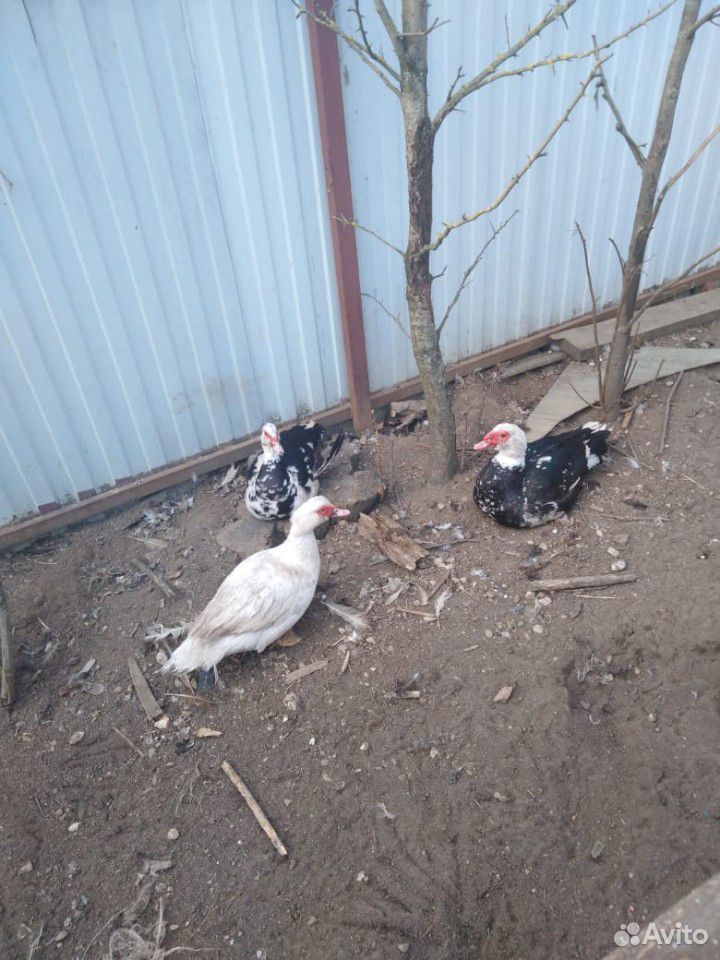 Селезень мускусной утки