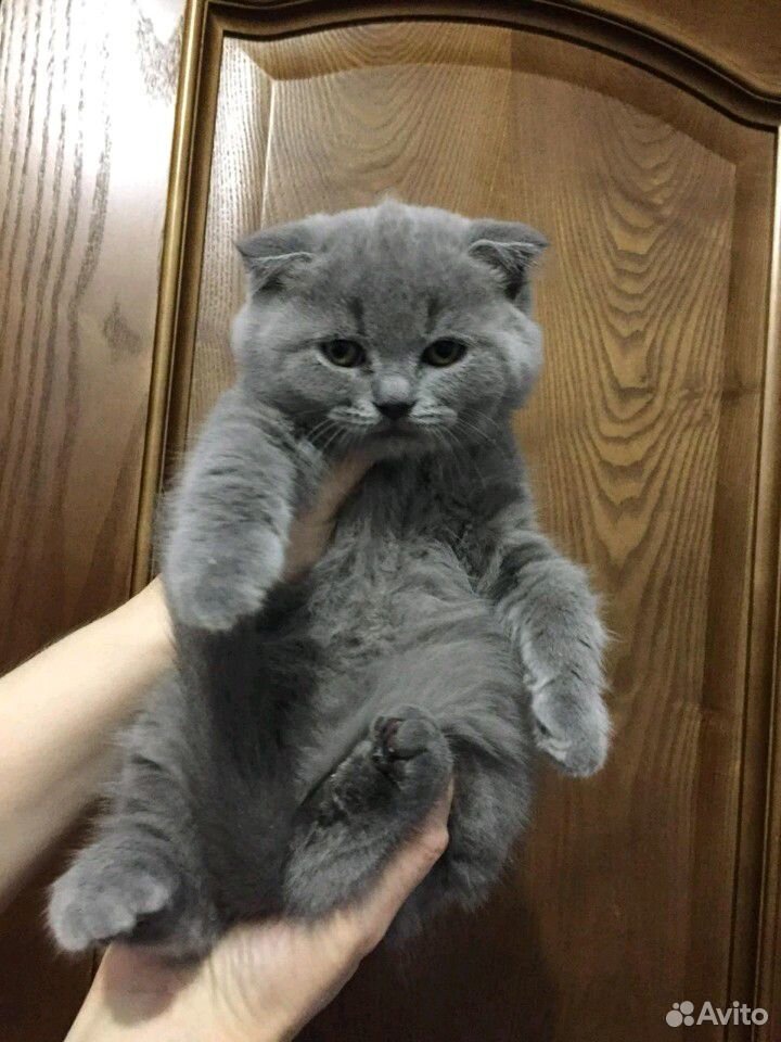 Шотландская Лила 2мес