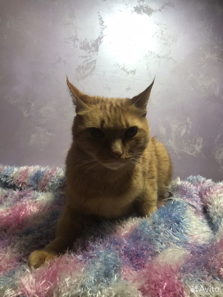 Кот Барс в хорошие руки