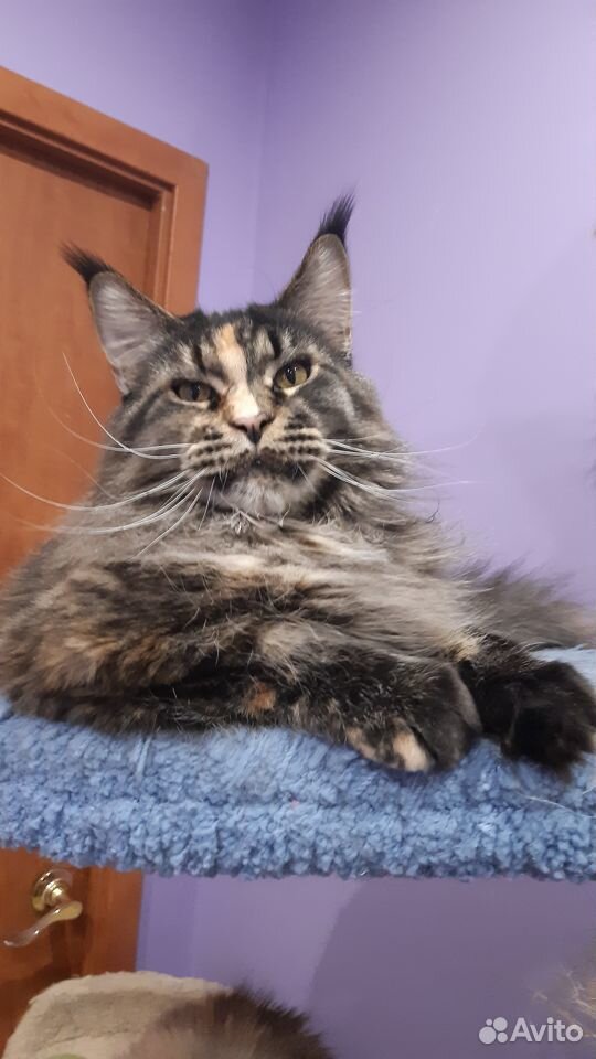 Шикарная крупная Алекса pearl praid