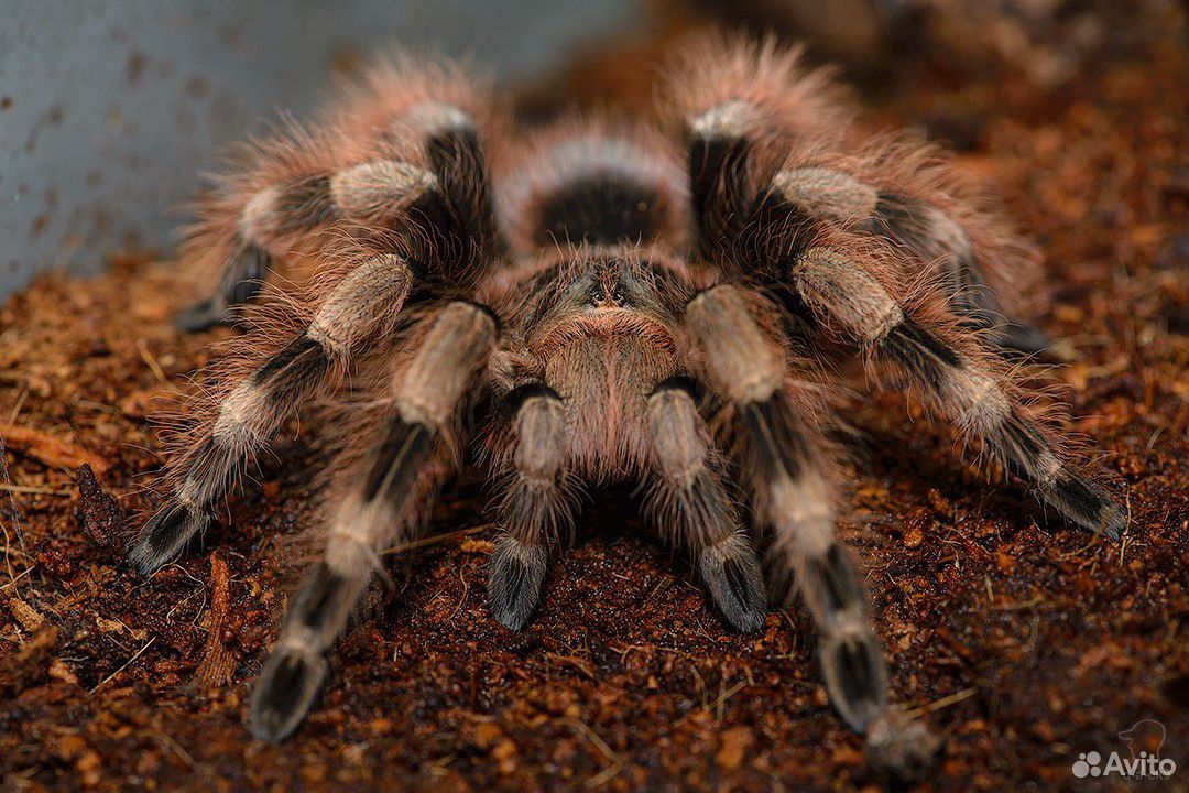 Пауки птицееды Nhandu Pelinobius