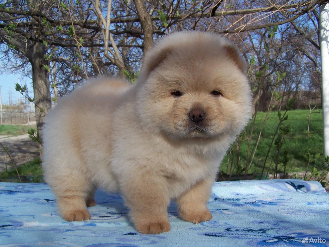 Щенки чау-чау