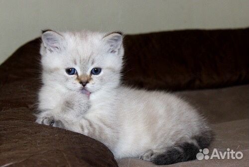 Шотландский короткошерсный котик