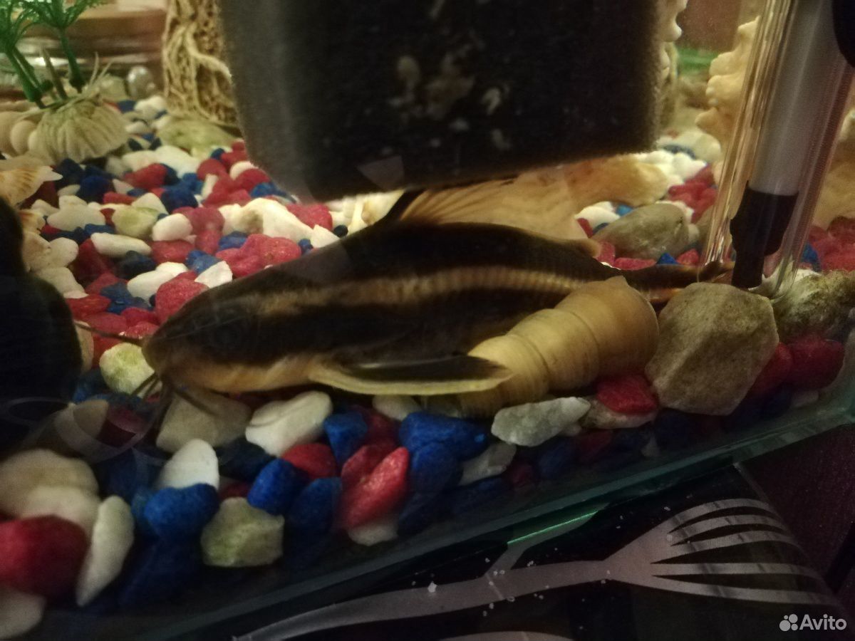 Сом платидорас