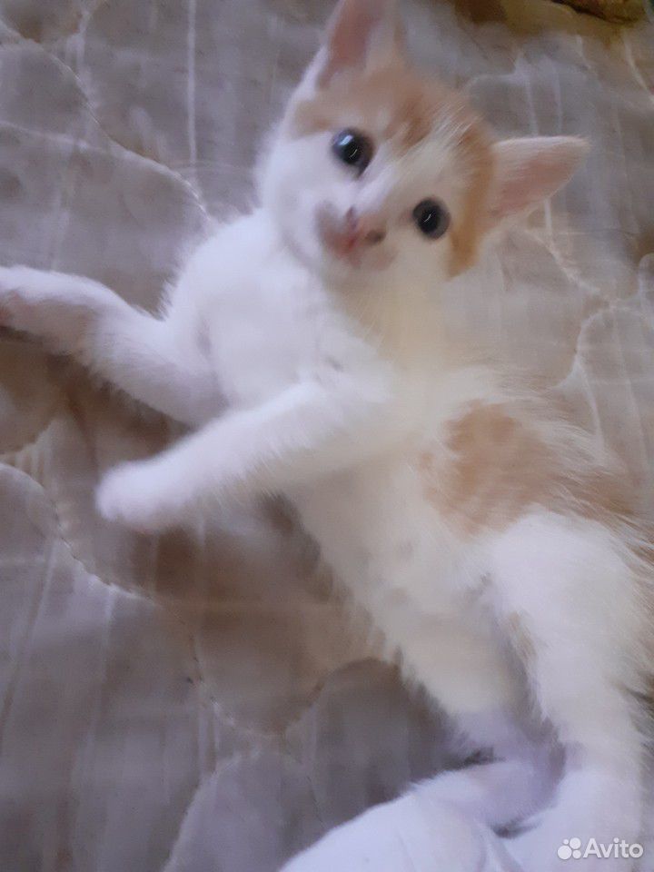 Кошка