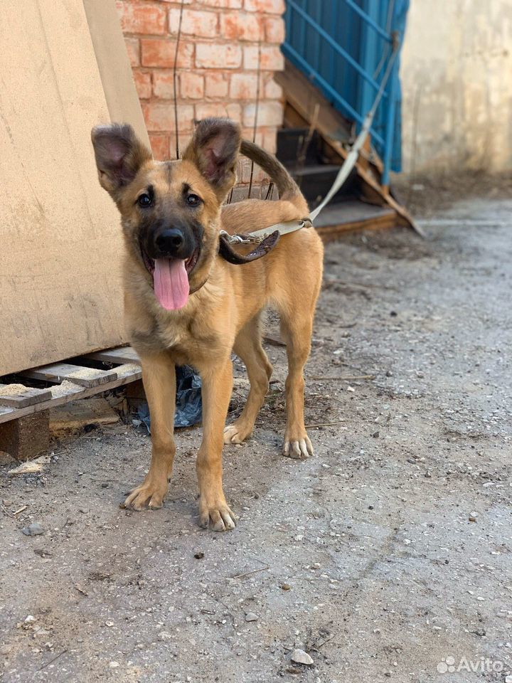 Хьюго ищет дом