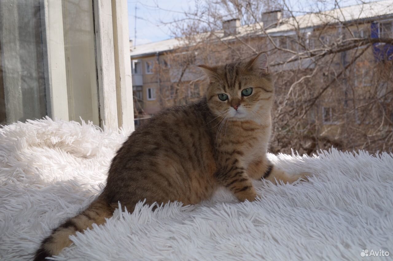 Золотой тигрёнок