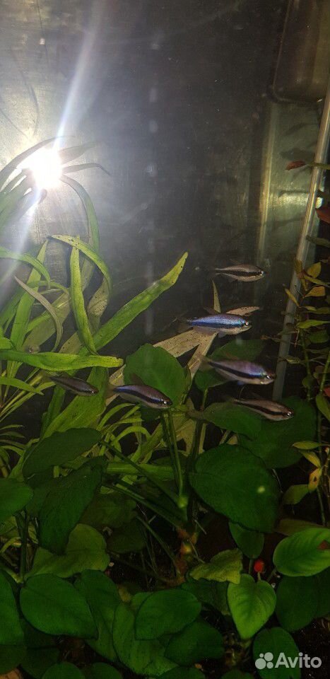 Керри фиолетовый неон