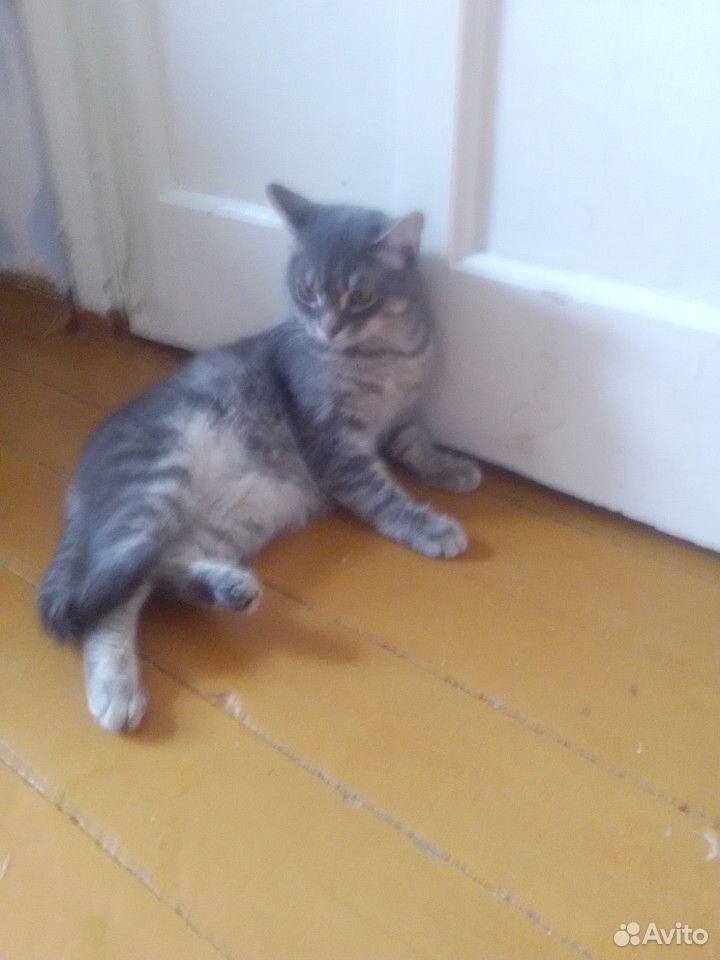 Кот приглашает на кошку вязку