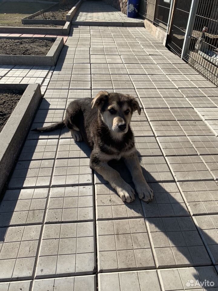 Сторожевой пёс