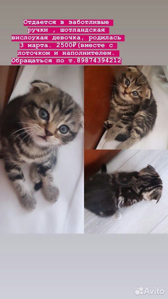 Продается котенок шатладская веслоухая