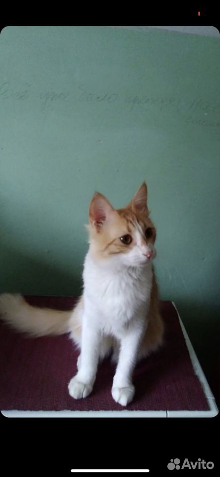 Кошечка Алиса, похожа на мэй куна