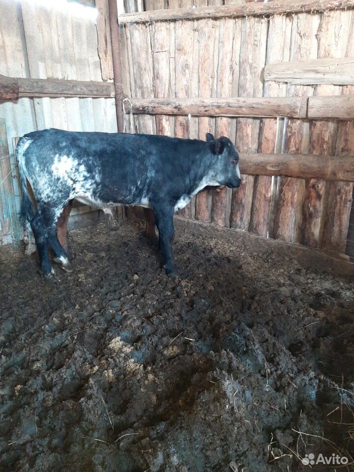 Бычки,телачка,корова