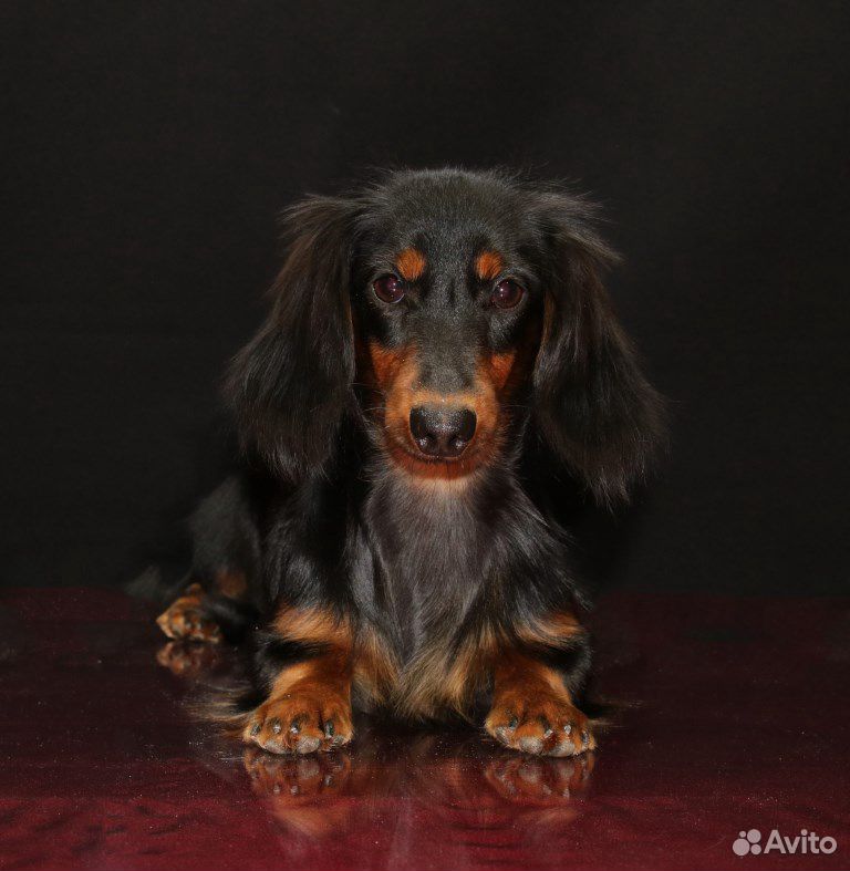 Подрощенная девочка - такса карликовая д/ш