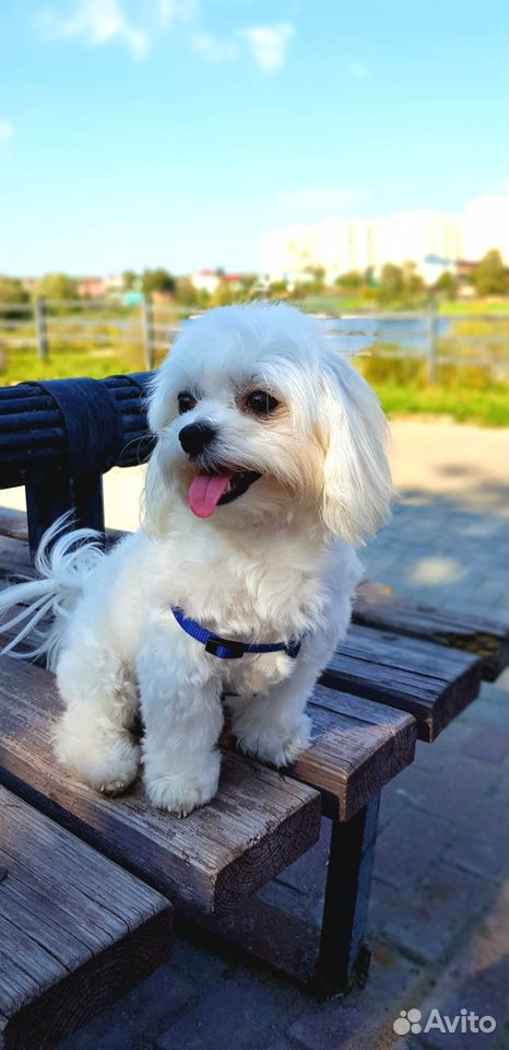 Мальчик мальтезе ищет подружку для вязки
